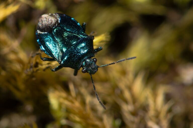 Get To Know Montana’s 11 Stink Bugs: A Complete Guide - Pocket Montana