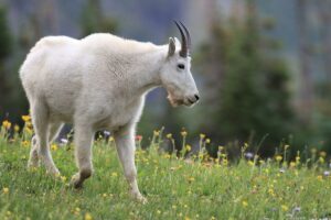 Montana Mountain Goat: Wildlife Encounters & Hunting Guide - Pocket Montana