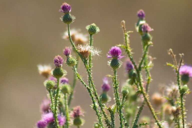 Montana Thistle Guide: All You Need To Know - Pocket Montana
