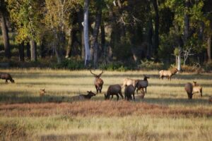 Montana Elk: Ultimate Guide for Wildlife Enthusiasts - Pocket Montana