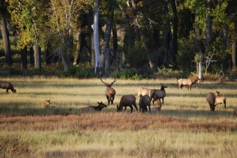 Montana Elk: Ultimate Guide for Wildlife Enthusiasts - Pocket Montana