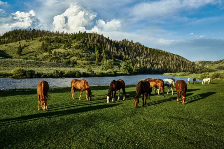 The Top 7 Dude Ranches for the Best Guys Getaways in Montana - Pocket ...