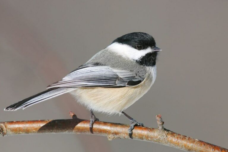 37 Montana Bird Species You Need to See - Pocket Montana