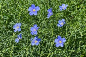 Top 21 Native Plants in Montana - Pocket Montana