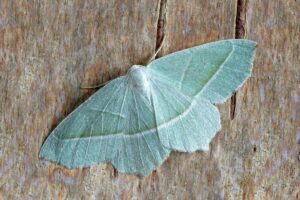 A Comprehensive Guide to Montana Moths - Pocket Montana