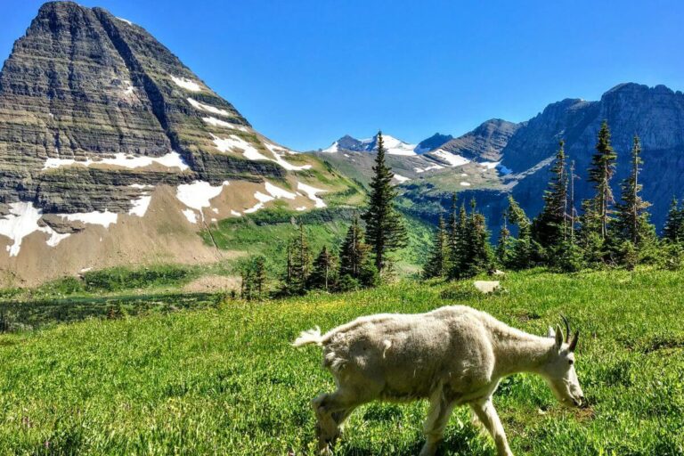 Montana State Nicknames: Discover the Origins - Pocket Montana