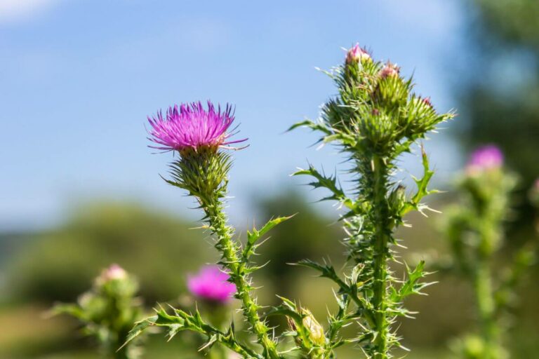 Montana Thistle Guide: All You Need To Know - Pocket Montana