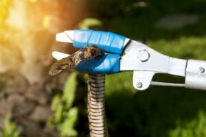 Montana Rattlesnakes: Snake Behavior and Safety Tips - Pocket Montana