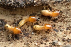 Montana Insect Kingdom and Its Creepy Crawlers - Pocket Montana