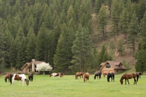 Top 13 Montana Ranches to Visit During Your Trip - Pocket Montana
