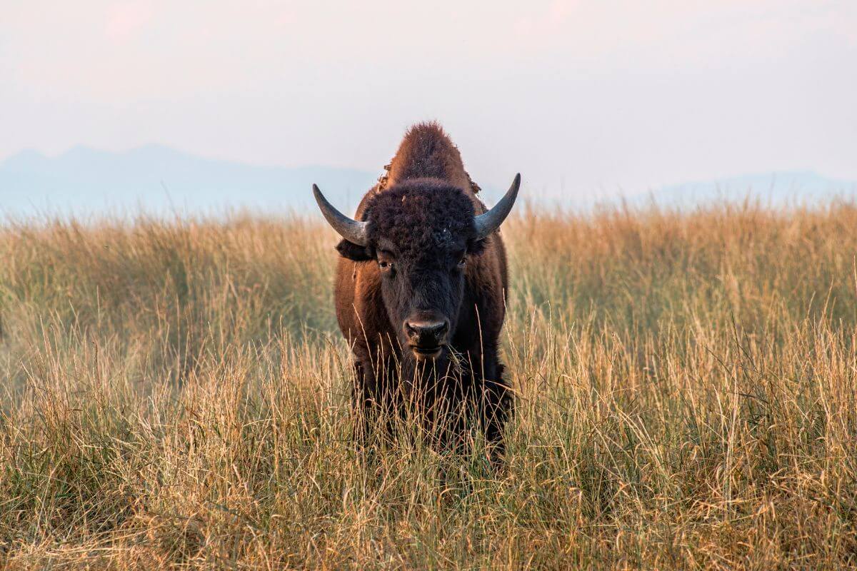 Montana Buffalo Hunting Guide: 9 Key Tips for Hunting Bison - Pocket ...