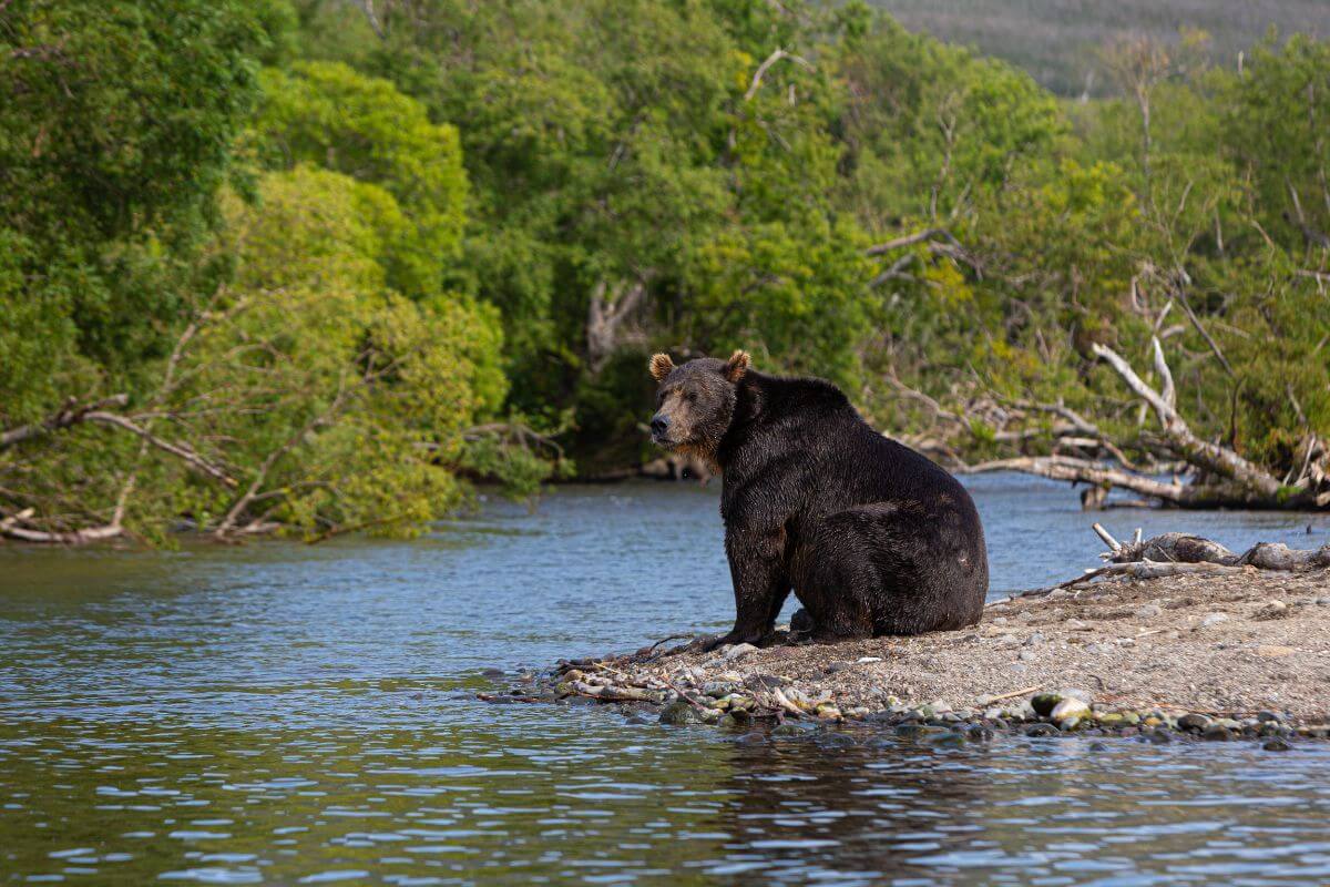 Discover 101 Fun and Interesting Facts About Montana - Pocket Montana