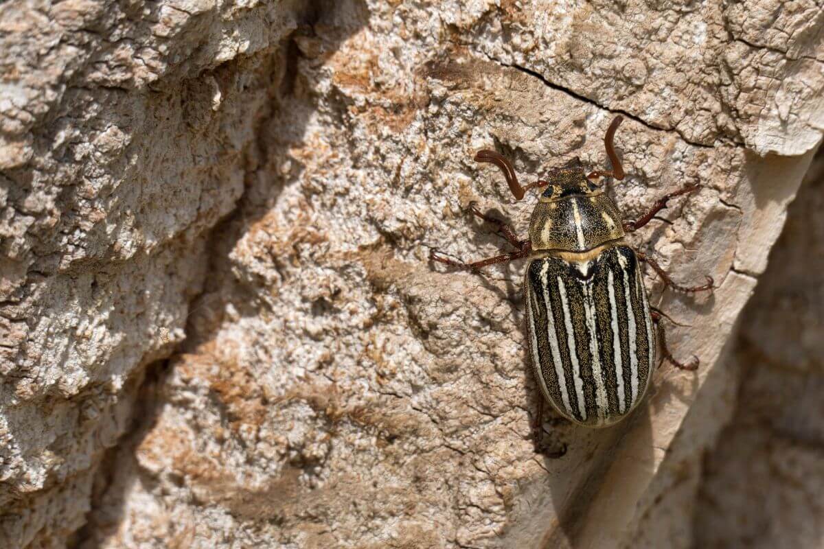 Montana Insect Kingdom and Its Creepy Crawlers - Pocket Montana