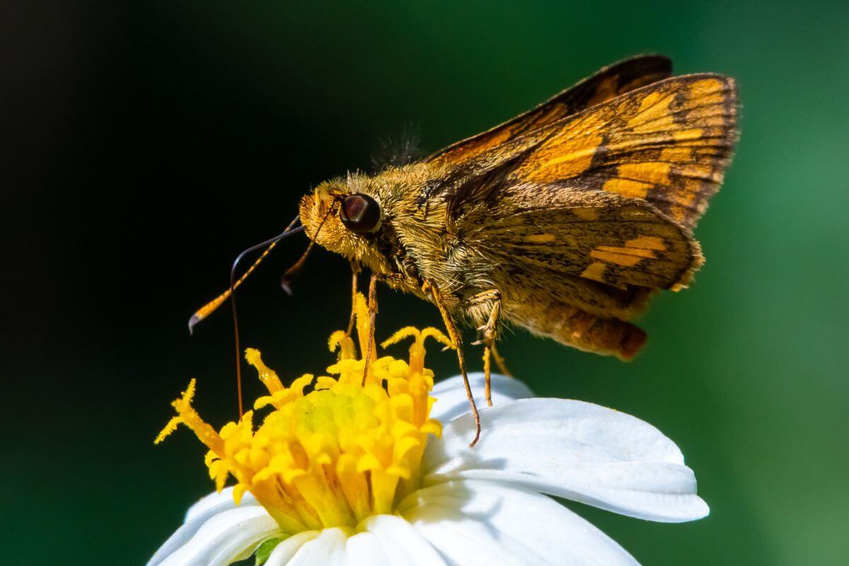 A Comprehensive Guide to Montana Moths - Pocket Montana
