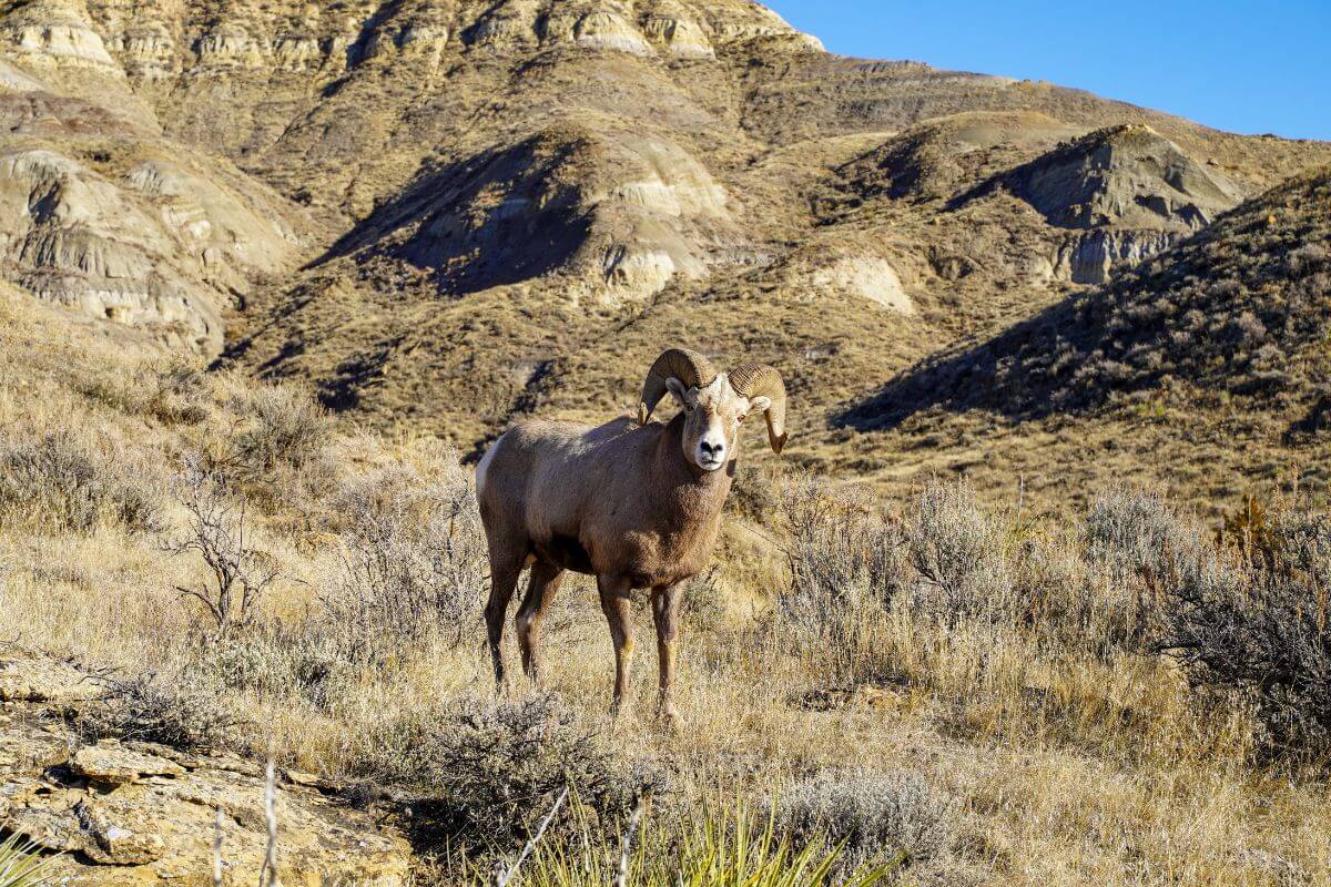 Complete Checklist for a Montana OTC Bighorn Sheep Hunt - Pocket Montana