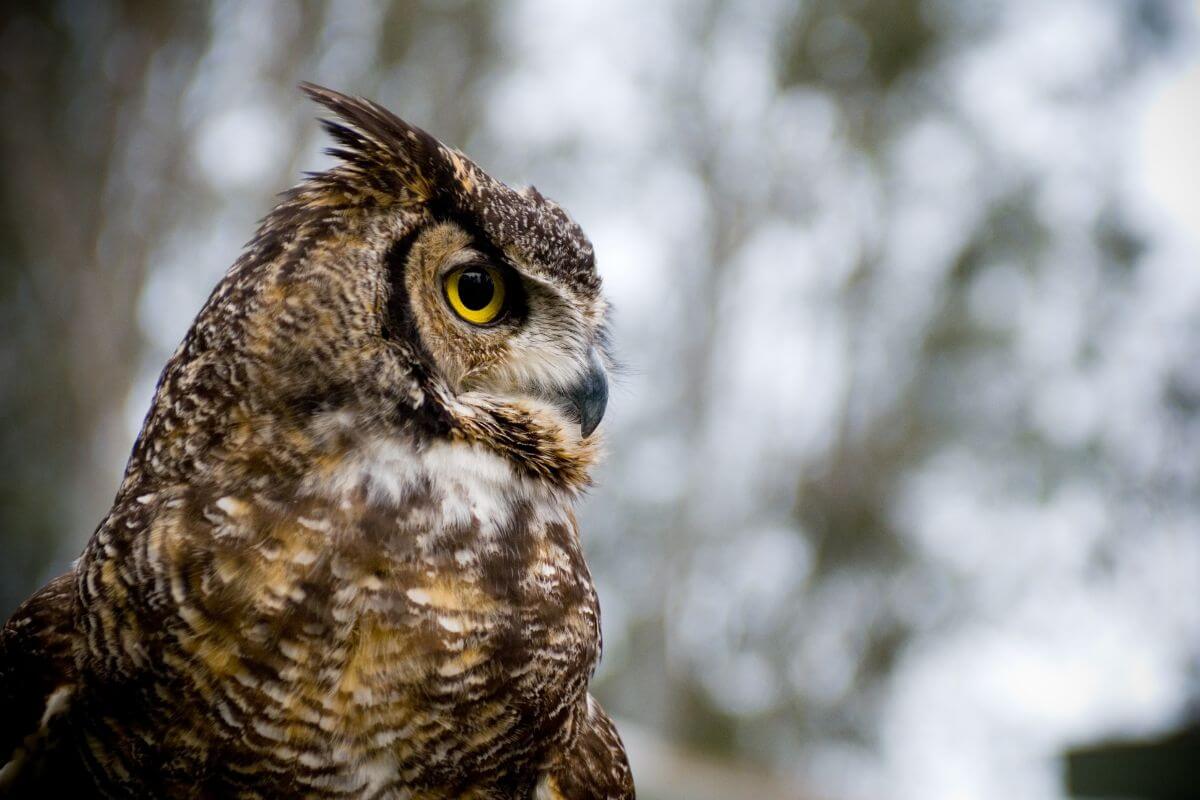 Montana Owls: 15 Species You Can't Miss - Pocket Montana