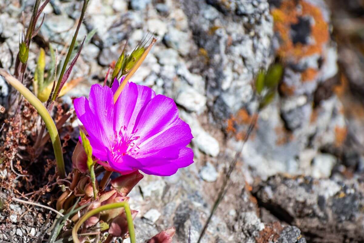 Montana State Flower: Bitterroot (Lewisia rediviva) - Pocket Montana