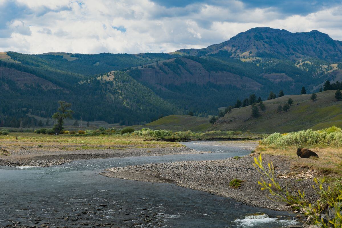 17 Montana State Symbols: Why Are They Important? - Pocket Montana