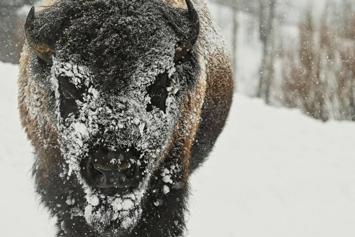 11 Cheapest Places to Live in Montana - Pocket Montana